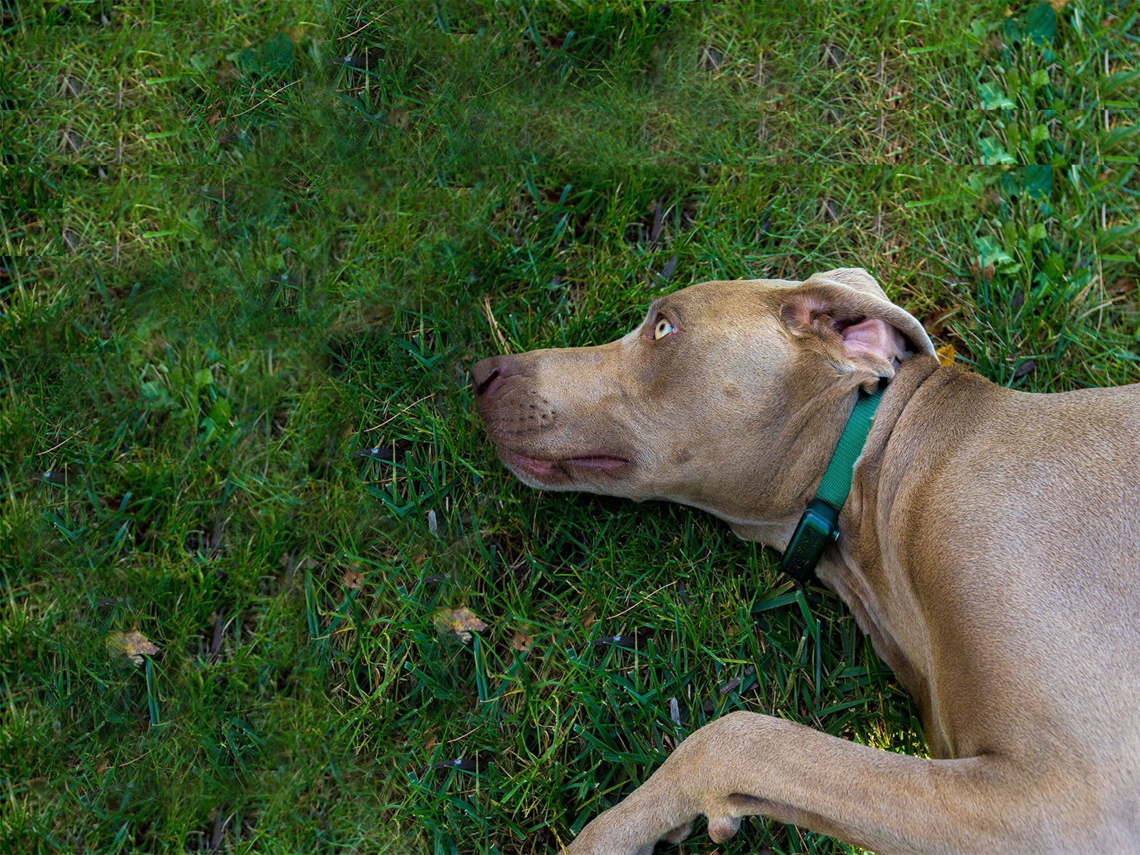 Invisible FenceⓇ Support - Gateway Pet Stop